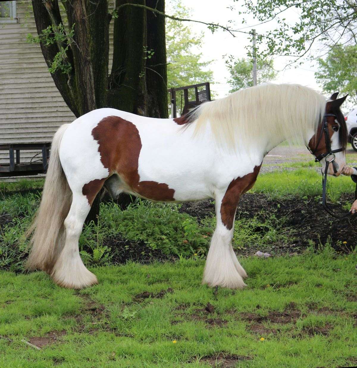 Fancy Safe Gypsy Vanner Gelding