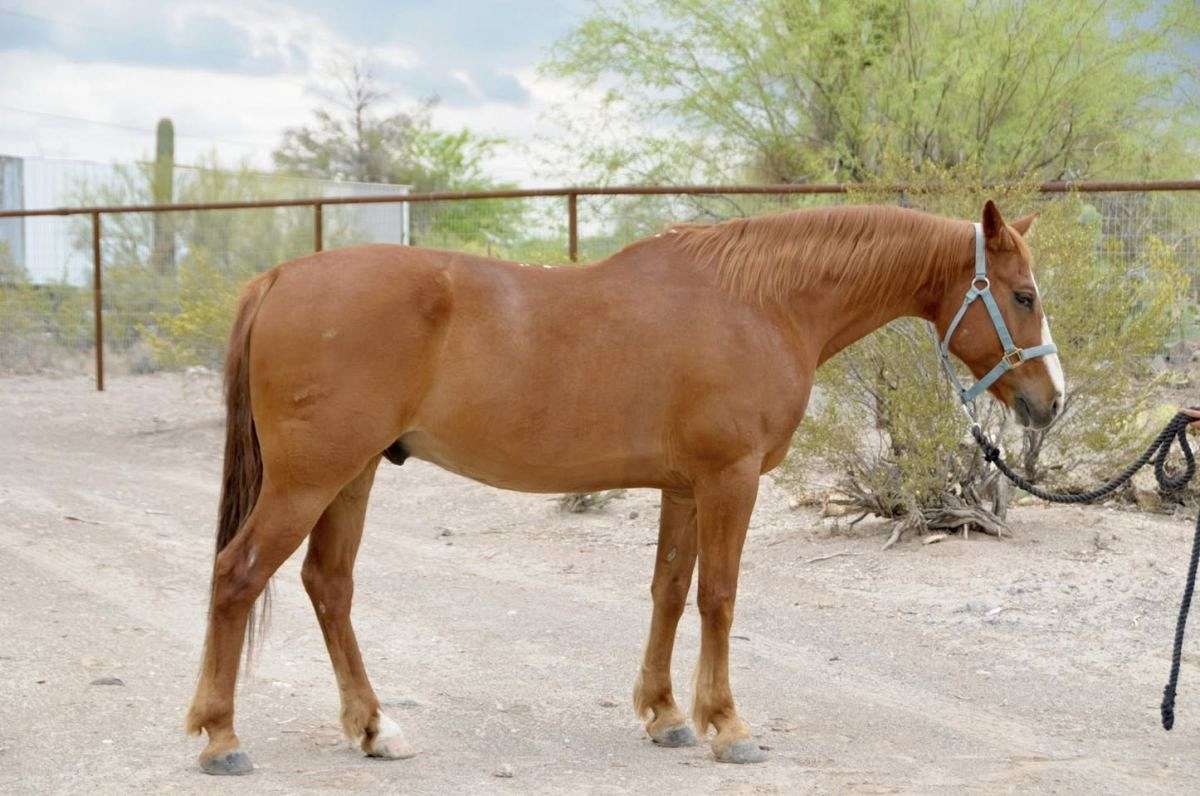 Cowboy/Ranch Horse/Project
