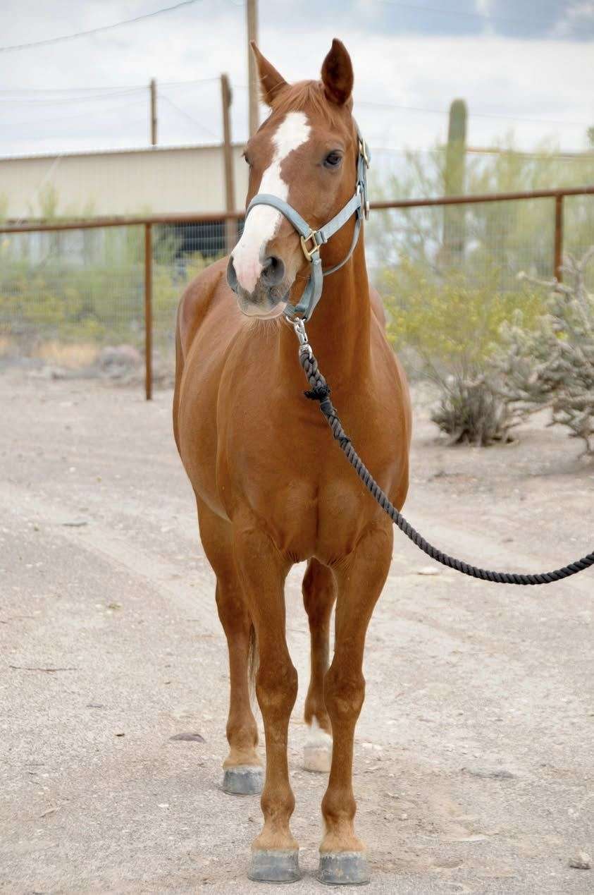 Cowboy/Ranch Horse/Project