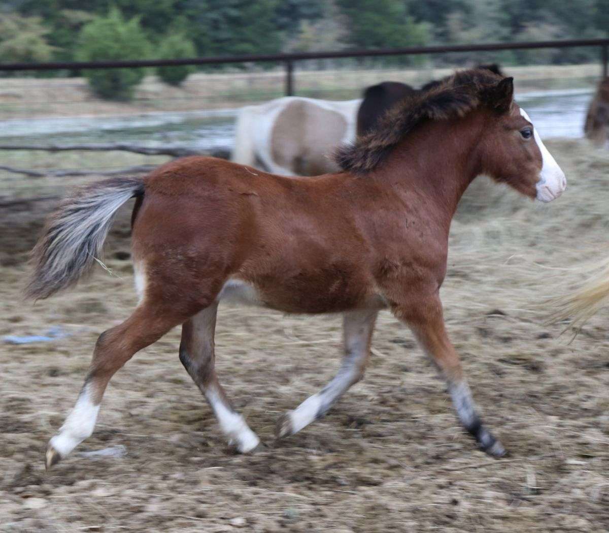 Flashy Bay Reg Welsh Colt