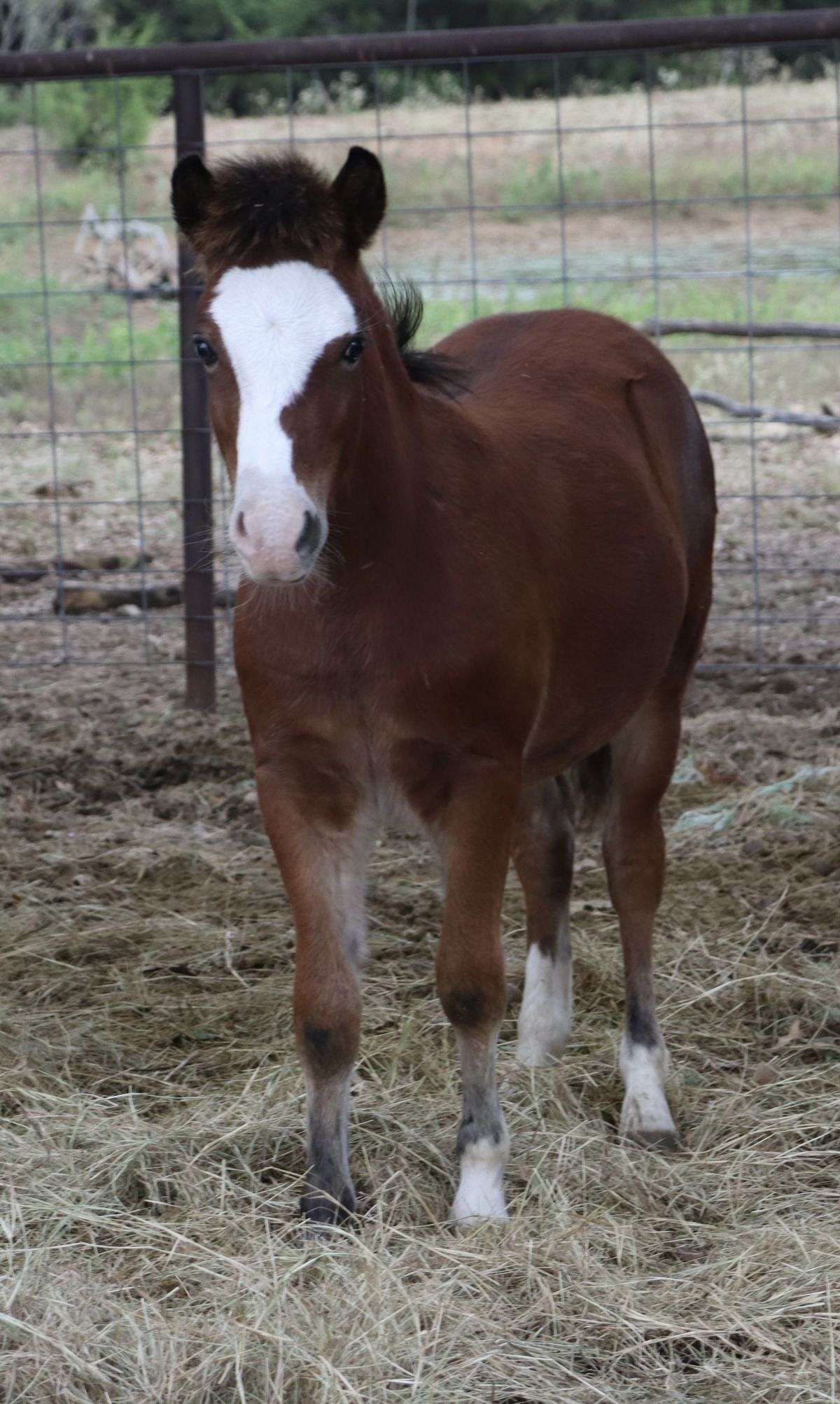 Flashy Bay Reg Welsh Colt