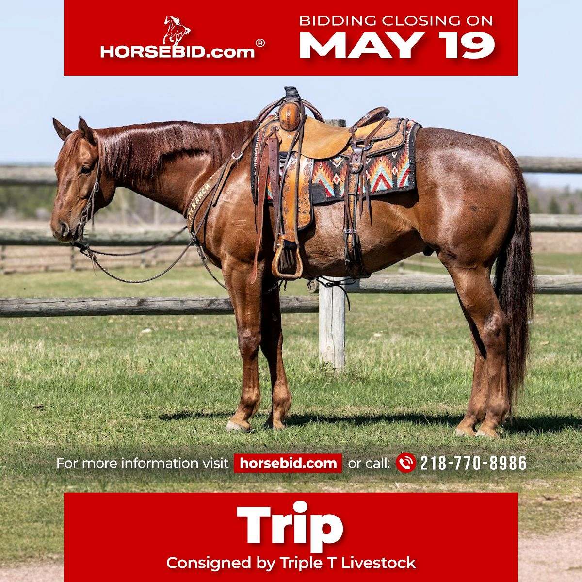 Trip - Seasoned, Broke, & Versatile 7 Yr Old Red Roan AQHA Gelding!