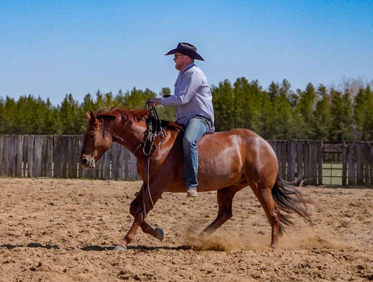 Trip - Seasoned, Broke, & Versatile 7 Yr Old Red Roan AQHA Gelding!