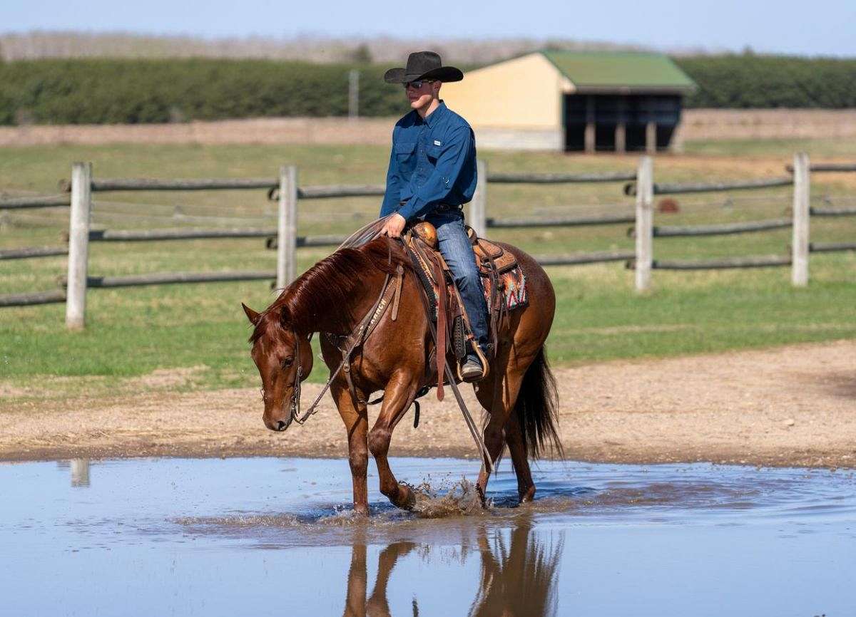 Trip - Seasoned, Broke, & Versatile 7 Yr Old Red Roan AQHA Gelding!
