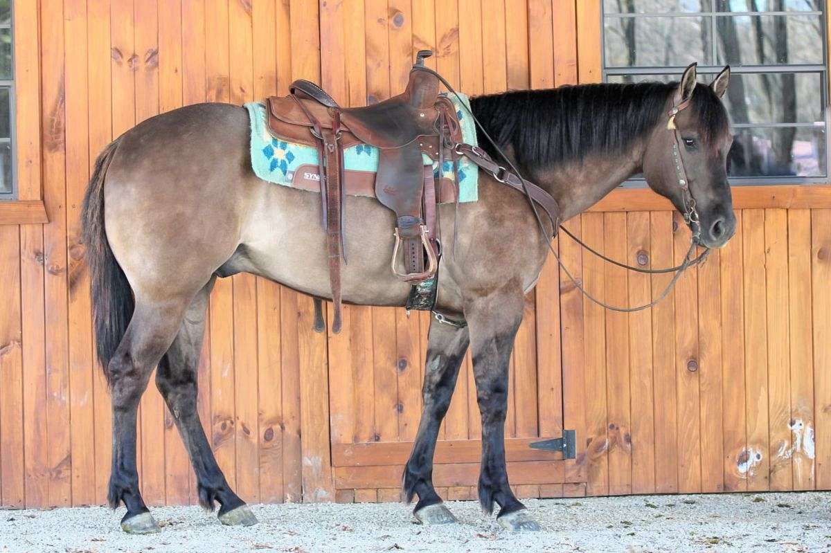Stetson - Extremely Attractive 6 Yr Old Grulla AQHA Gelding!