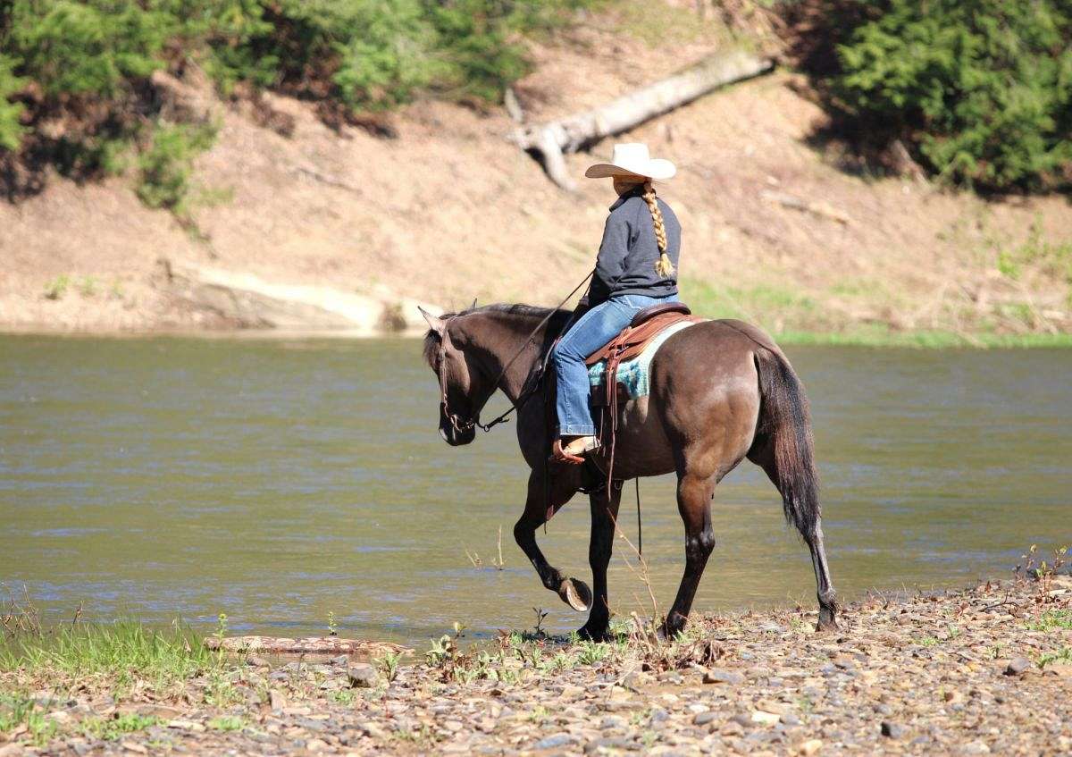 Stetson - Extremely Attractive 6 Yr Old Grulla AQHA Gelding!