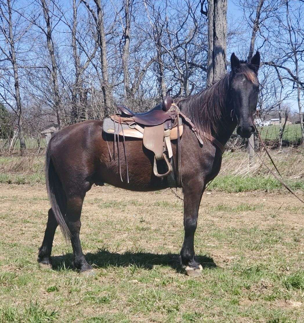 Fancy & Safe Dhh/Percheron X