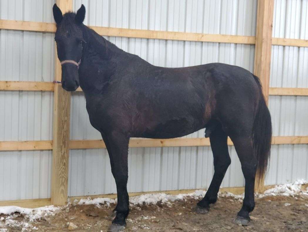 Fancy & Safe Dhh/Percheron X