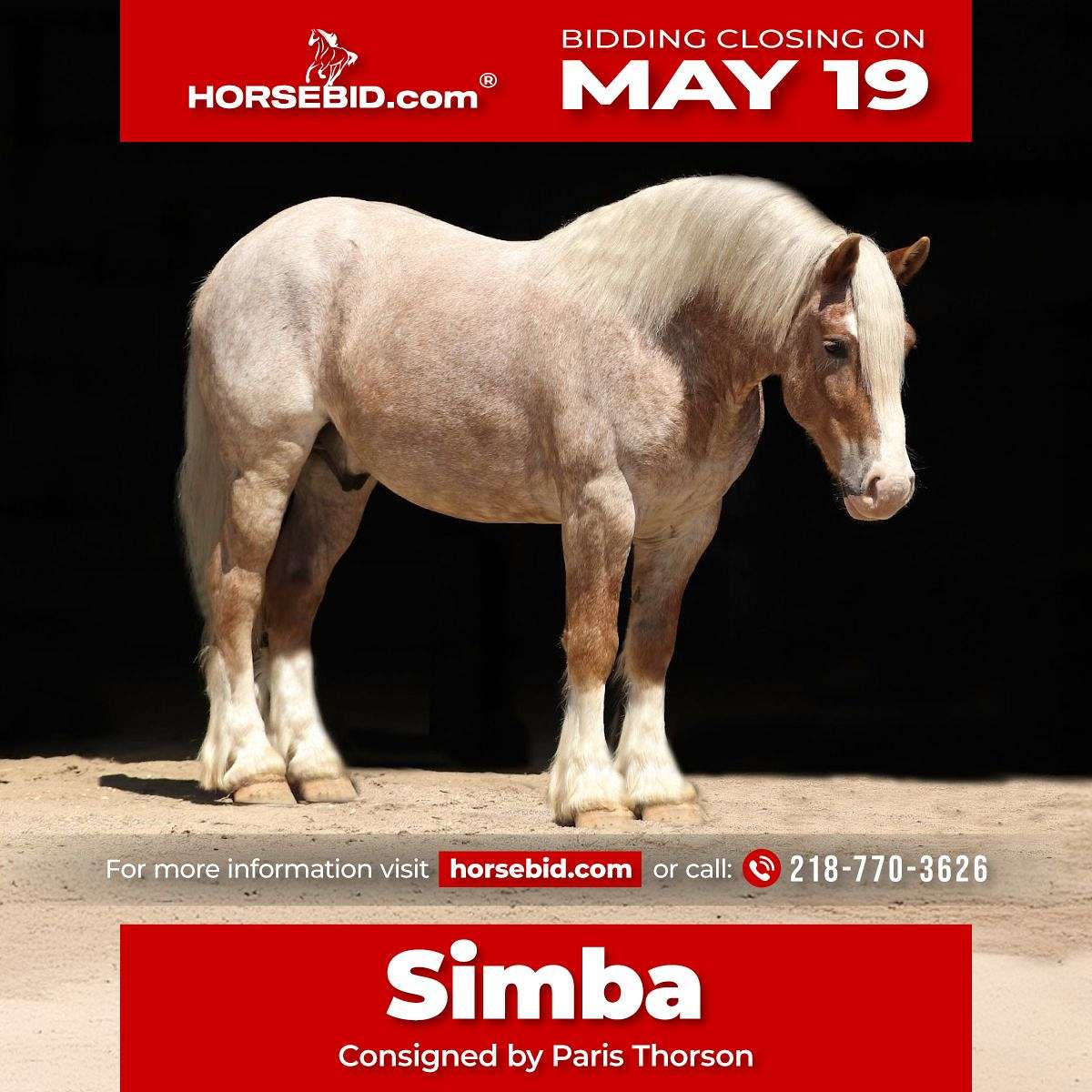 Simba - a True Head-Turner 4 yo Red Roan Haflinger/Belgian Cross Gelding!