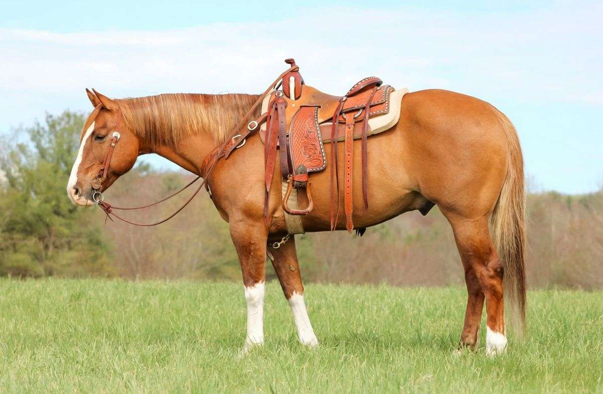 Rolex - Very Flashy & Attractive 7 Yr Old Dun Quarter Horse Gelding!