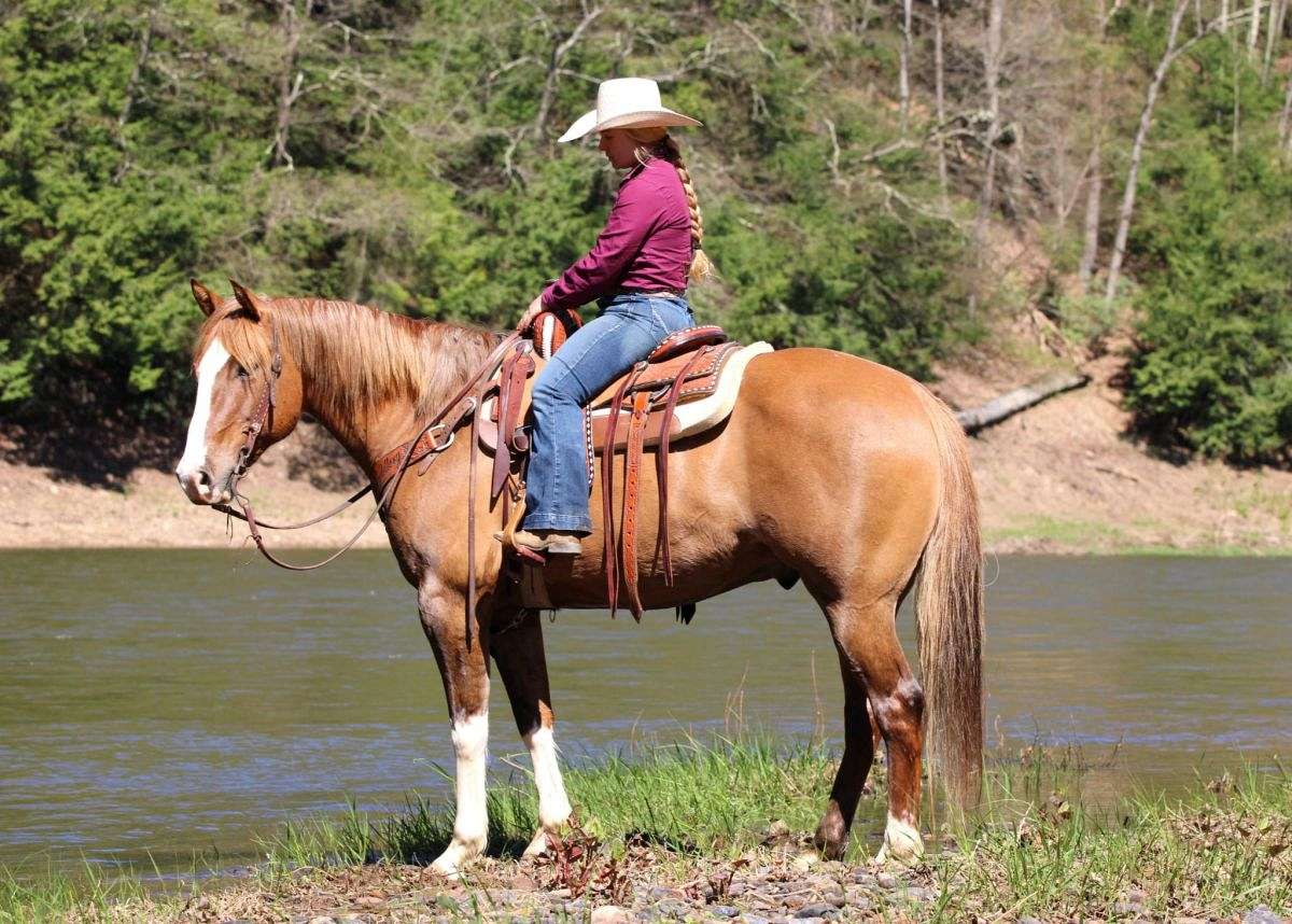Rolex - Very Flashy & Attractive 7 Yr Old Dun Quarter Horse Gelding!