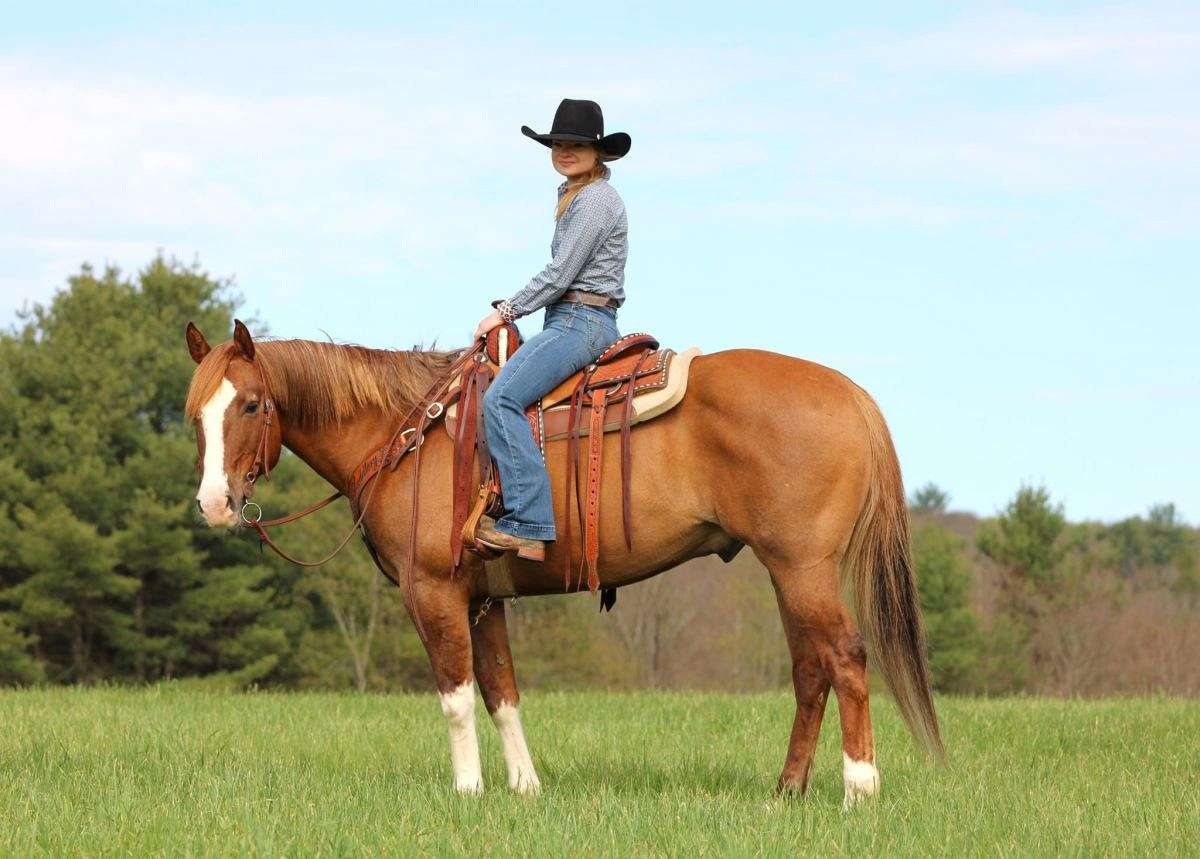 Rolex - Very Flashy & Attractive 7 Yr Old Dun Quarter Horse Gelding!