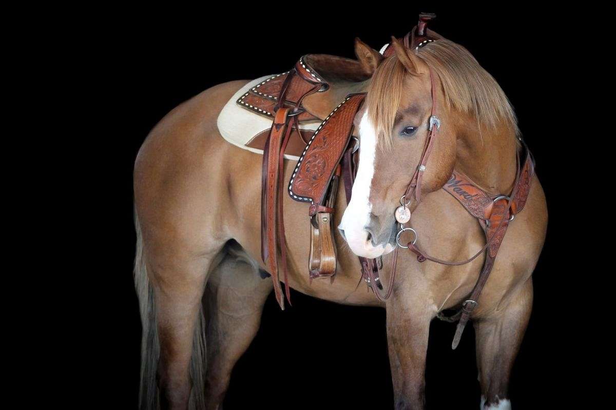 Rolex - Very Flashy & Attractive 7 Yr Old Dun Quarter Horse Gelding!