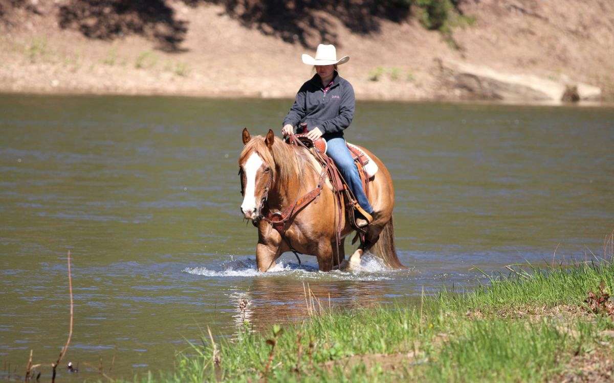 Rolex - Very Flashy & Attractive 7 Yr Old Dun Quarter Horse Gelding!
