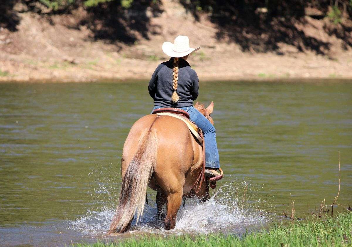 Rolex - Very Flashy & Attractive 7 Yr Old Dun Quarter Horse Gelding!