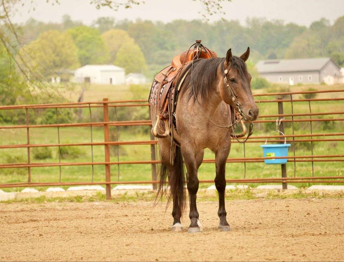 Remington - Perfect Ranch & Family Horse 5 Yr Old Bay Roan AQHA Gelding!
