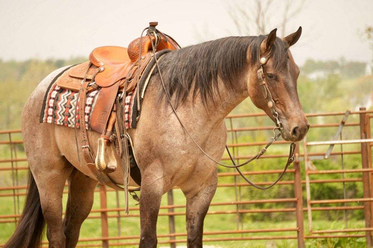 Remington - Perfect Ranch & Family Horse 5 Yr Old Bay Roan AQHA Gelding!