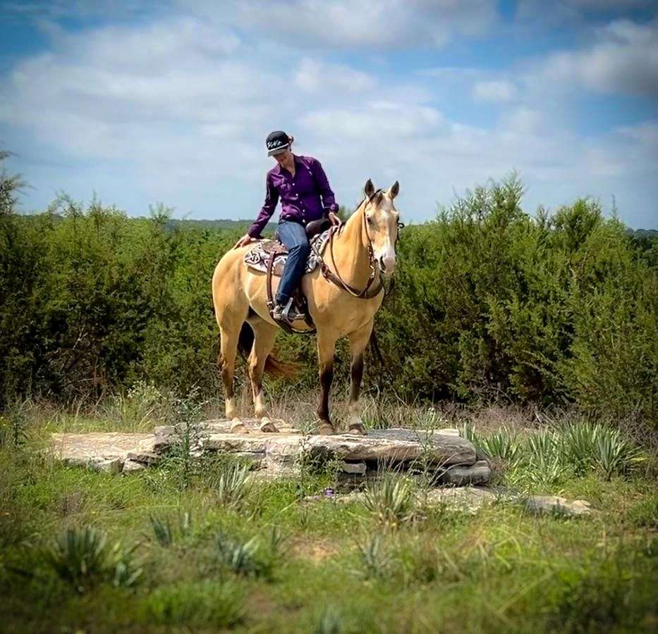 Mr Blackburn Command - Solid Ranch Horse 6 Yr Old Buckskin AQHA Gelding!