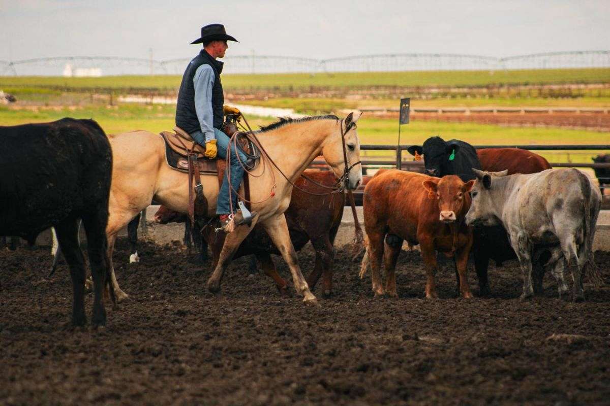 Mr Blackburn Command - Solid Ranch Horse 6 Yr Old Buckskin AQHA Gelding!