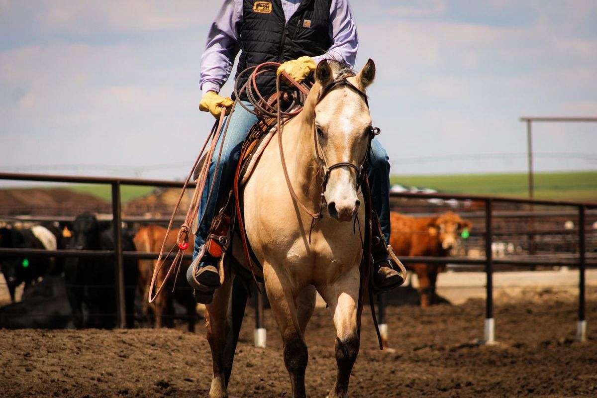 Mr Blackburn Command - Solid Ranch Horse 6 Yr Old Buckskin AQHA Gelding!