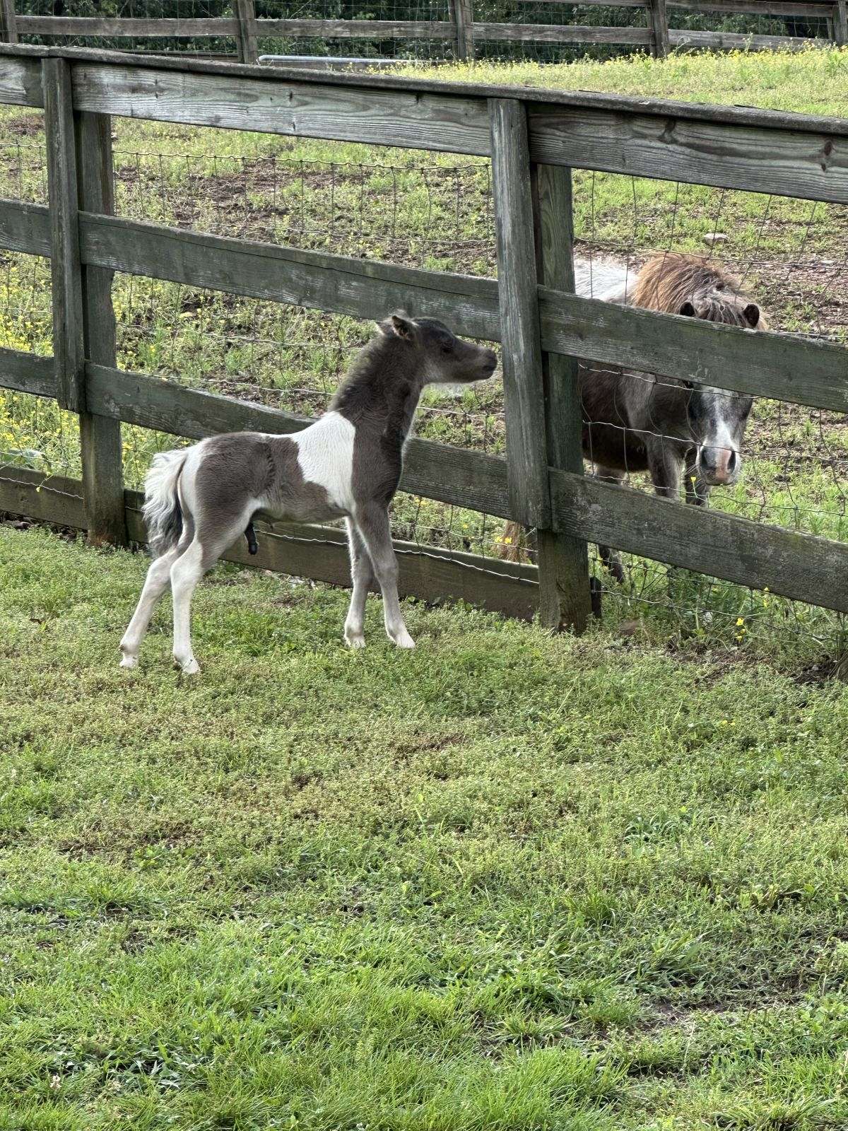 Black and White Colt for Sale