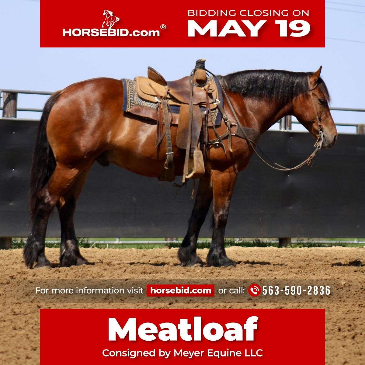 Meatloaf - All-Around Versatile Horse 9 Yr Old Bay Belgian/QH Cross Gelding