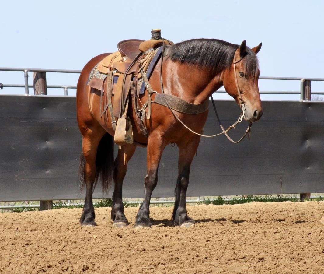 Meatloaf - All-Around Versatile Horse 9 Yr Old Bay Belgian/QH Cross Gelding