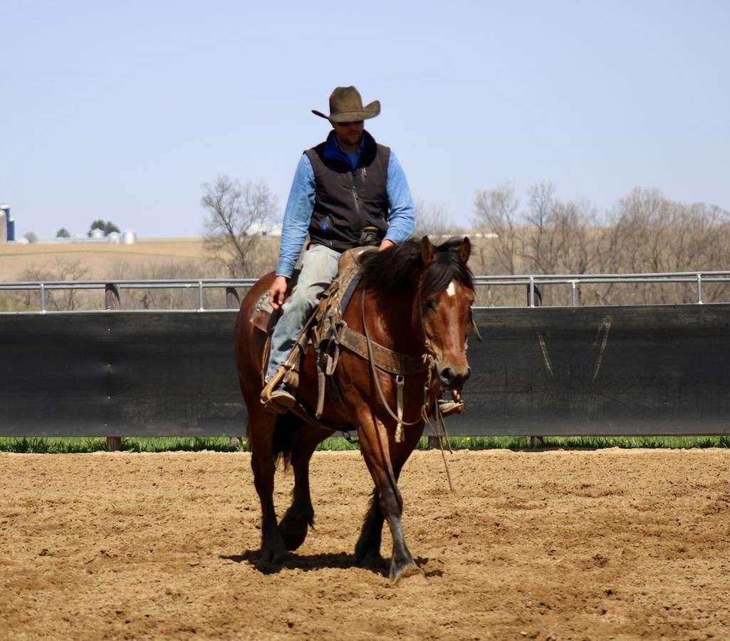 Meatloaf - All-Around Versatile Horse 9 Yr Old Bay Belgian/QH Cross Gelding