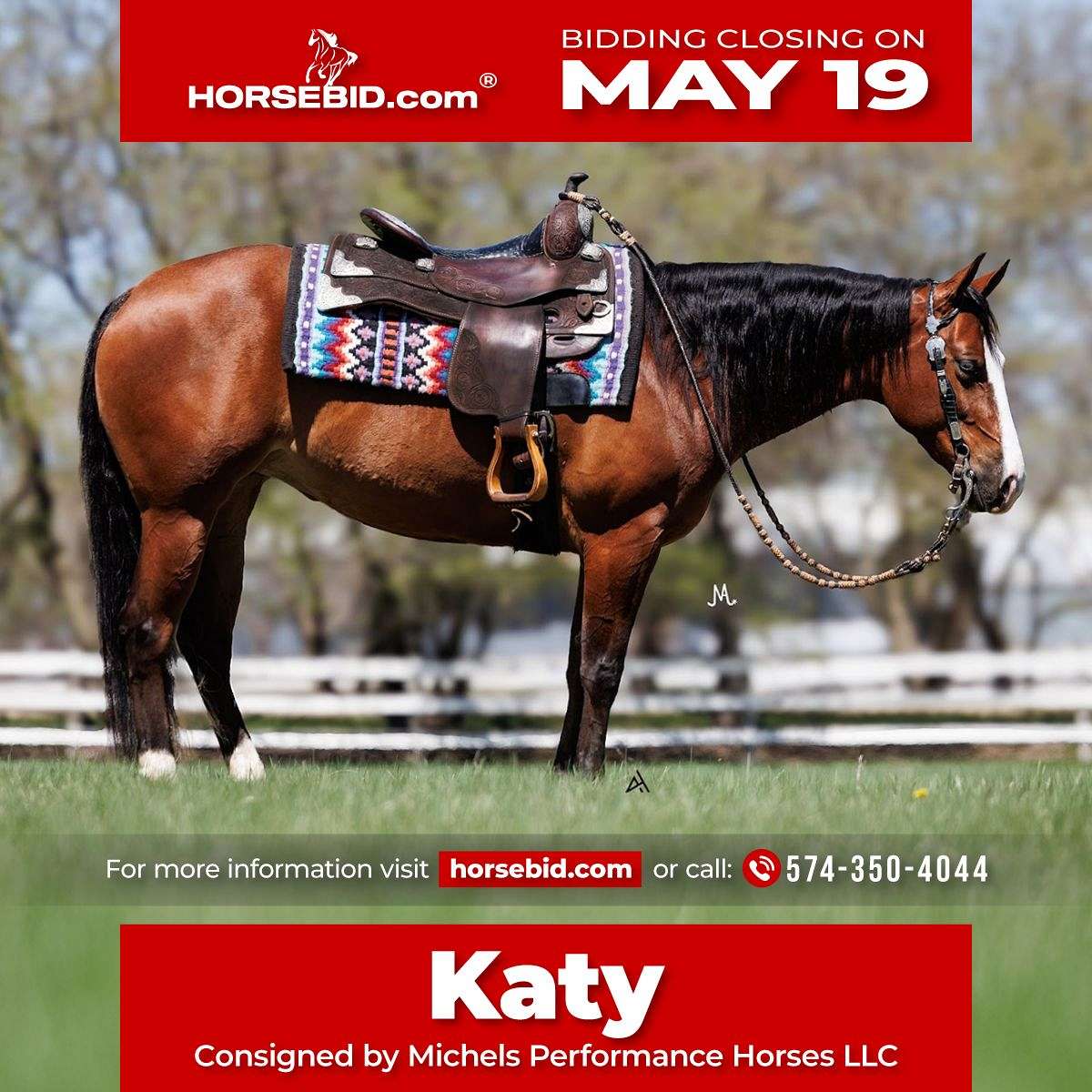 Katy - Awesome Ranch & Arena Horse 4 Yr Old Bay AQHA Mare!
