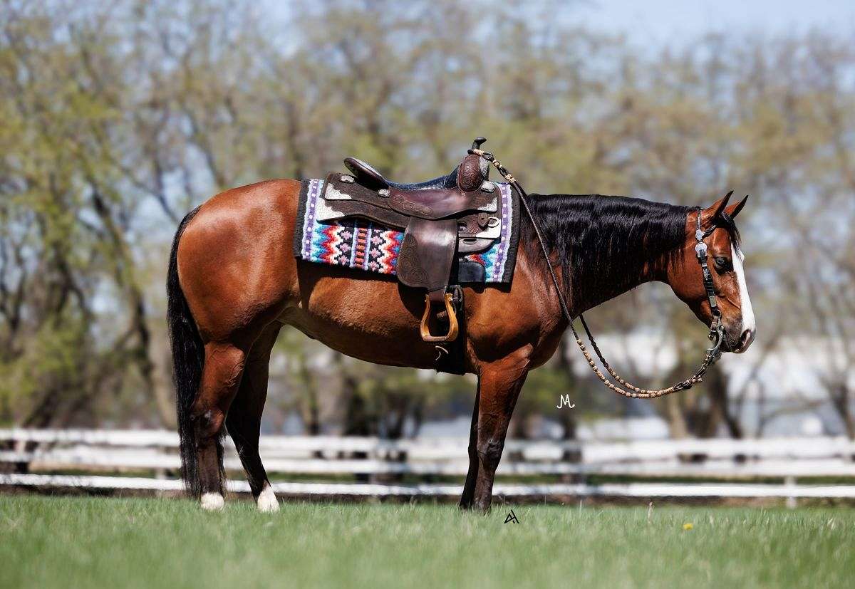 Katy - Awesome Ranch & Arena Horse 4 Yr Old Bay AQHA Mare!