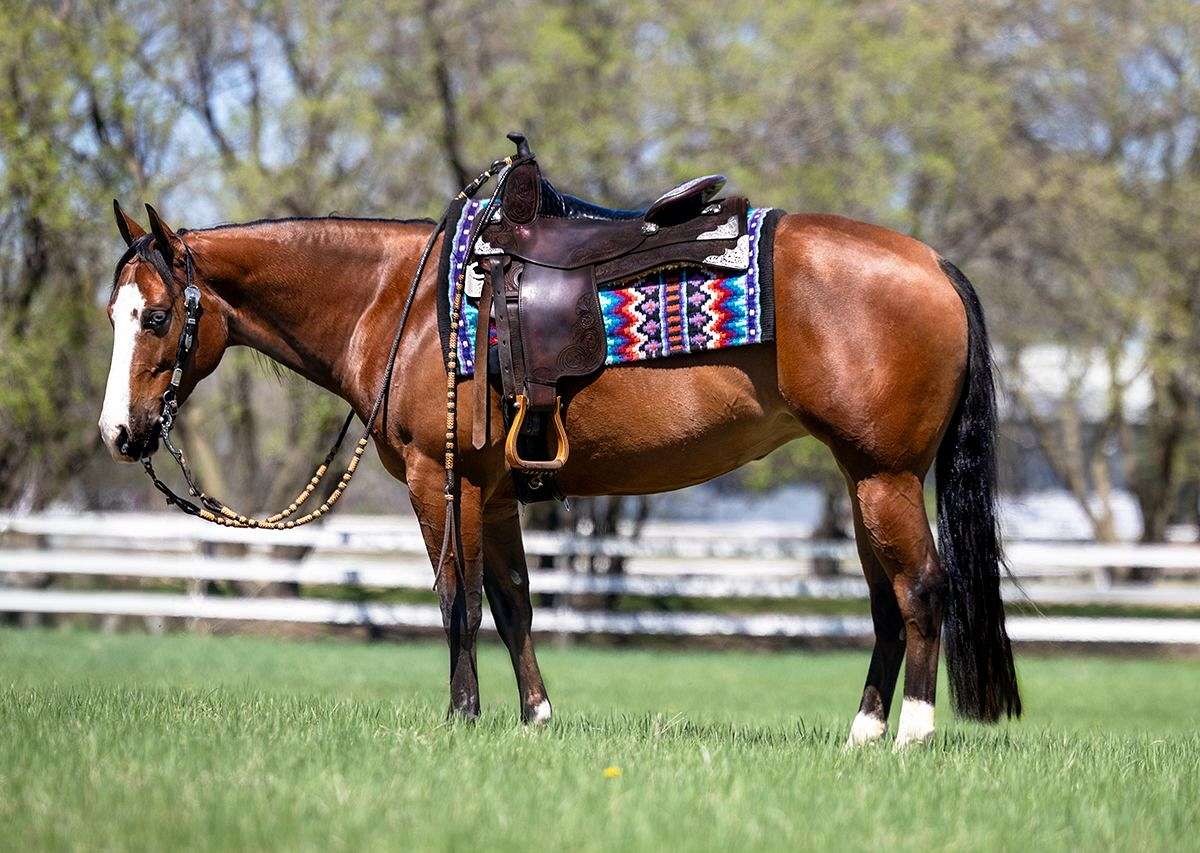 Katy - Awesome Ranch & Arena Horse 4 Yr Old Bay AQHA Mare!