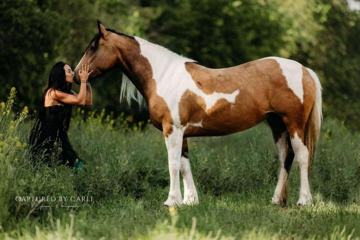 Jewl - Truly One of a Kind 5 Yr Old Paint Gypsy/QH Cross Mare!