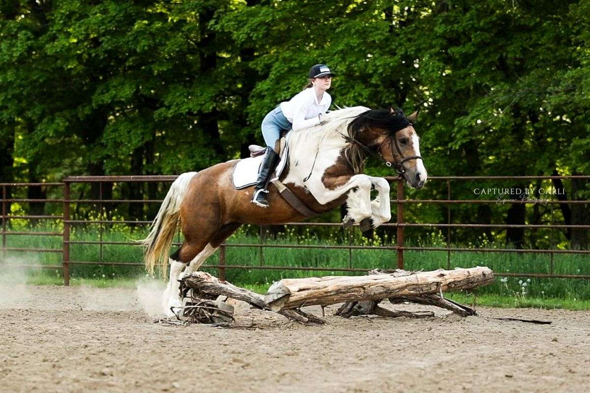 Jewl - Truly One of a Kind 5 Yr Old Paint Gypsy/QH Cross Mare!