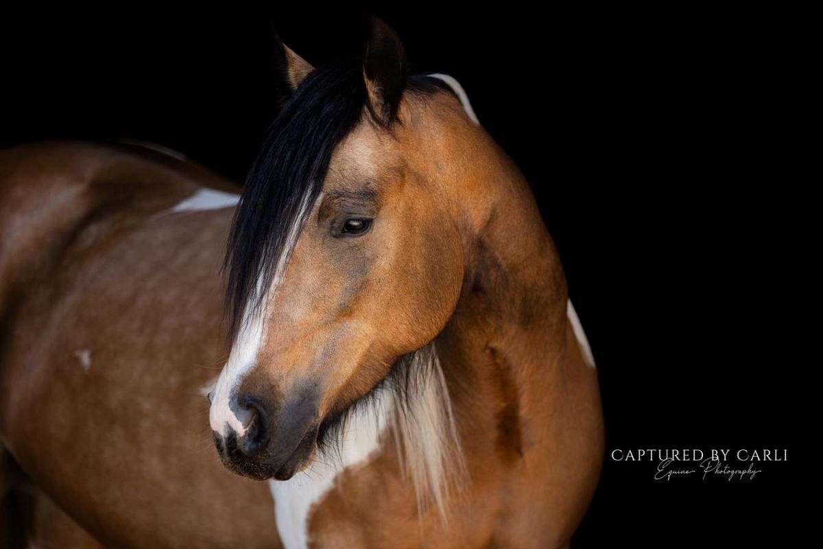 Jewl - Truly One of a Kind 5 Yr Old Paint Gypsy/QH Cross Mare!