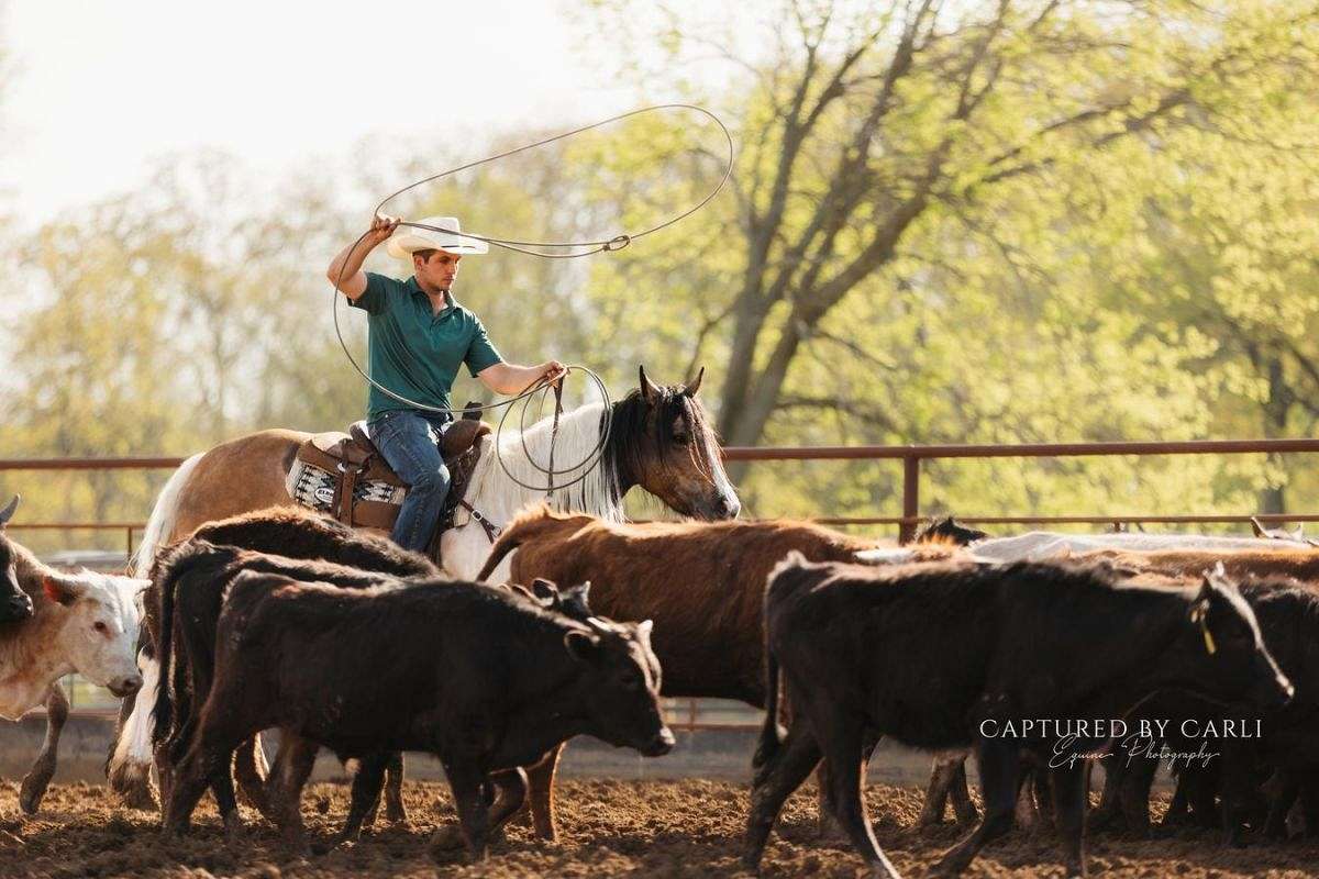 Jewl - Truly One of a Kind 5 Yr Old Paint Gypsy/QH Cross Mare!
