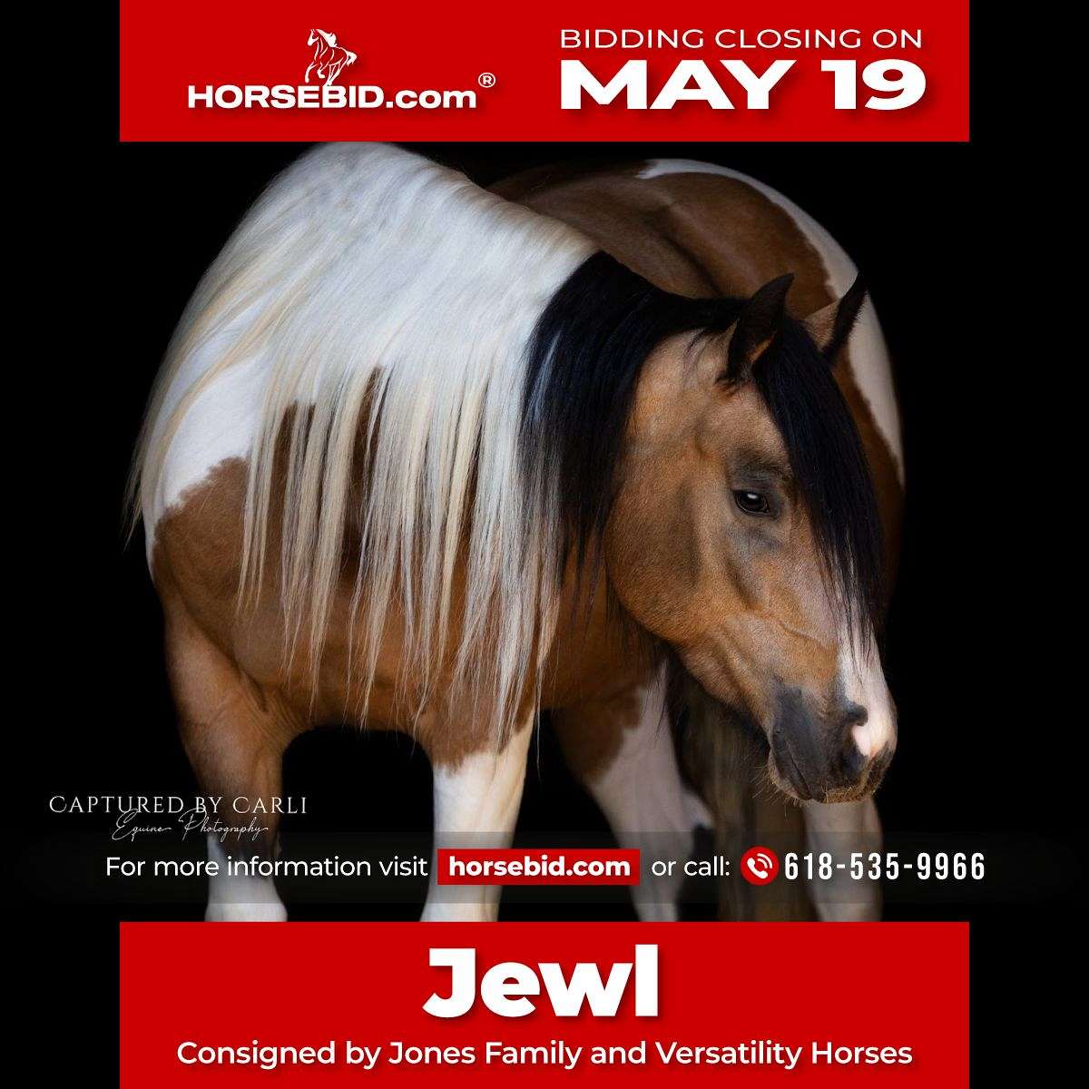 Jewl - Truly One of a Kind 5 Yr Old Paint Gypsy/QH Cross Mare!
