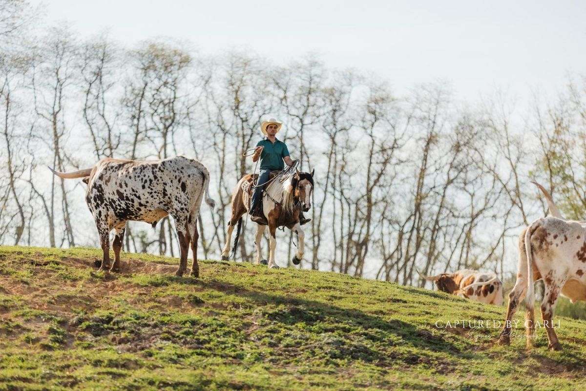 Jewl - Truly One of a Kind 5 Yr Old Paint Gypsy/QH Cross Mare!