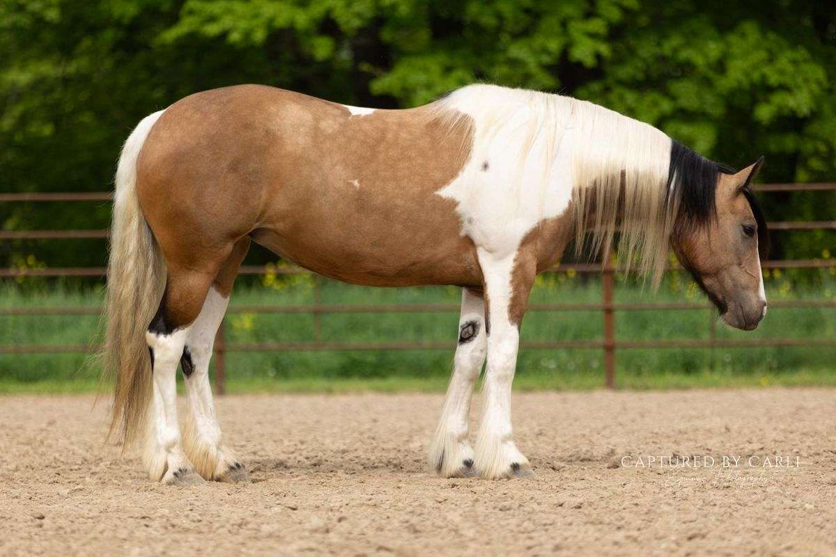 Jewl - Truly One of a Kind 5 Yr Old Paint Gypsy/QH Cross Mare!