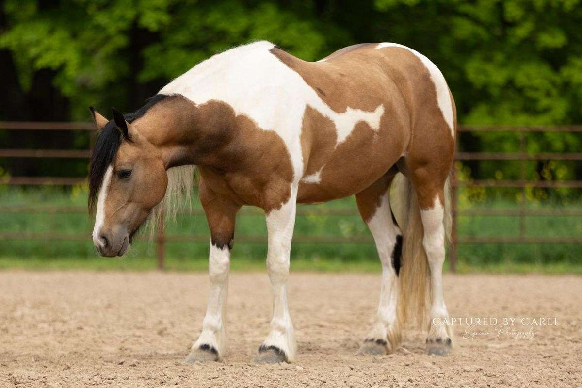 Jewl - Truly One of a Kind 5 Yr Old Paint Gypsy/QH Cross Mare!