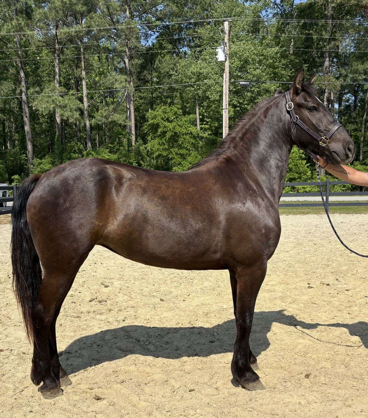 Friesian QH Mare