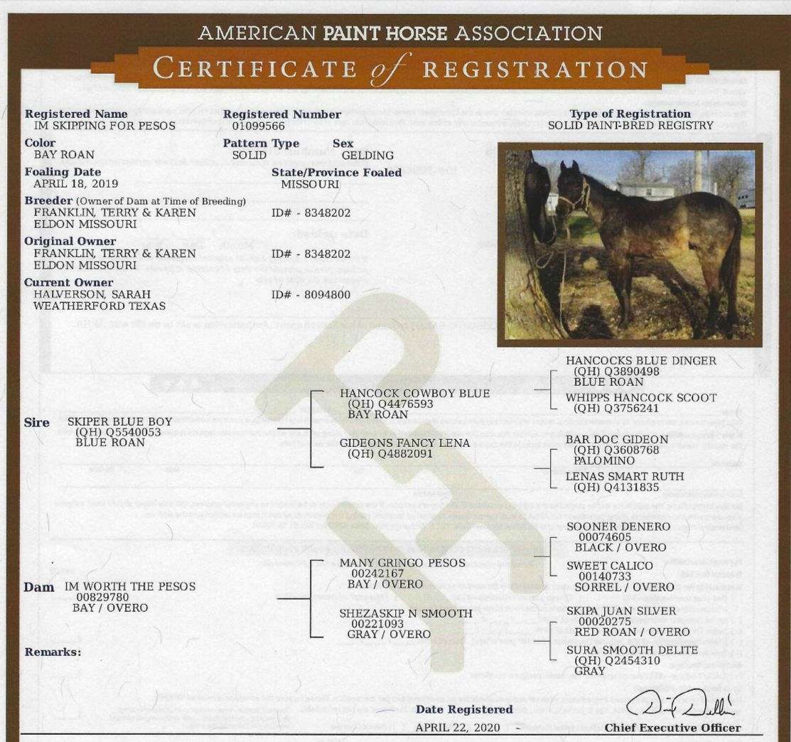 Hobie - Super Fancy Ranch & Trail Horse 6 Yr Old Bay Roan APHA Gelding!