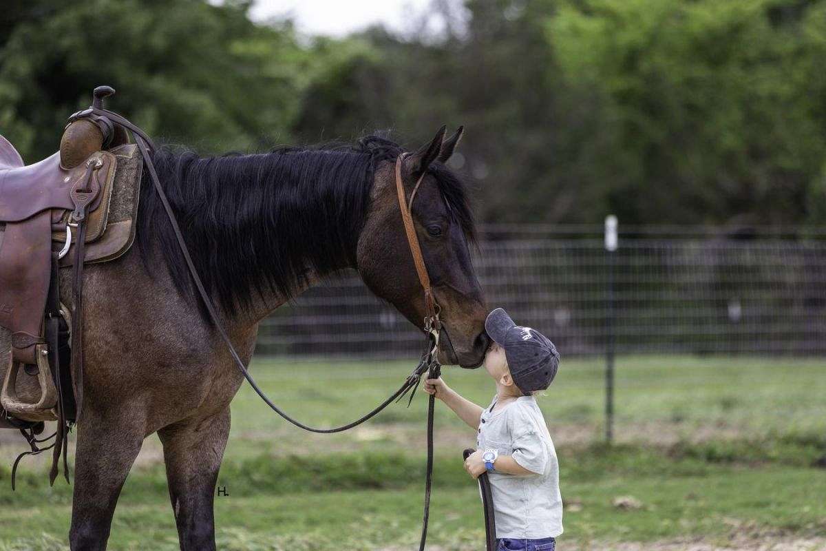 Hobie - Super Fancy Ranch & Trail Horse 6 Yr Old Bay Roan APHA Gelding!