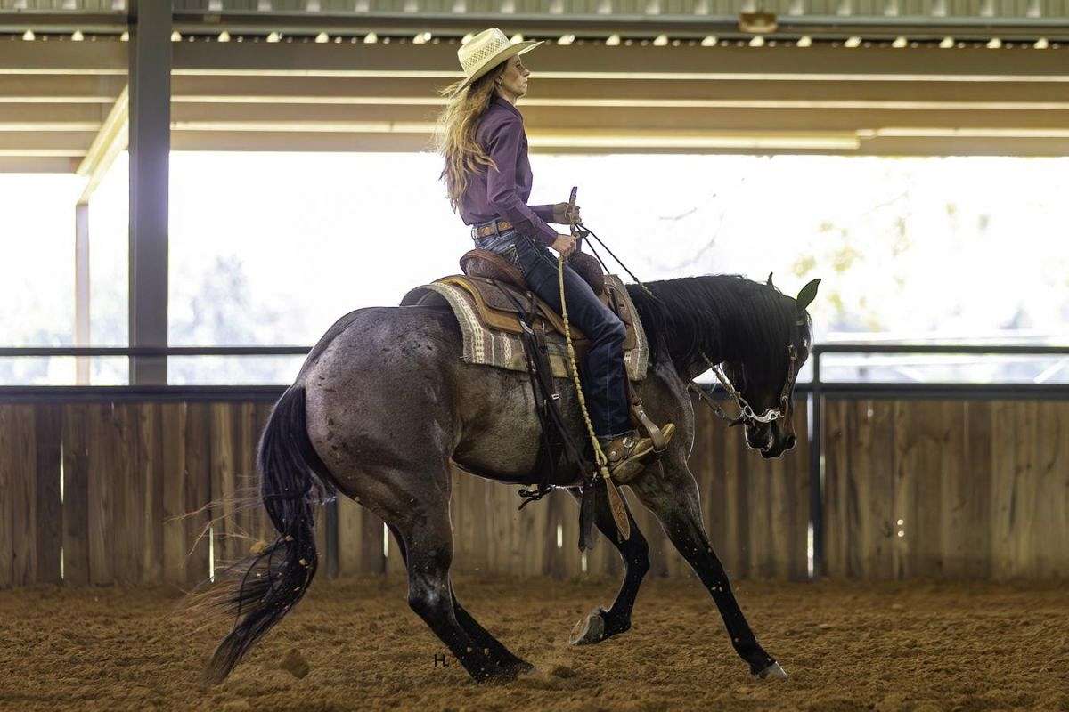 Hobie - Super Fancy Ranch & Trail Horse 6 Yr Old Bay Roan APHA Gelding!