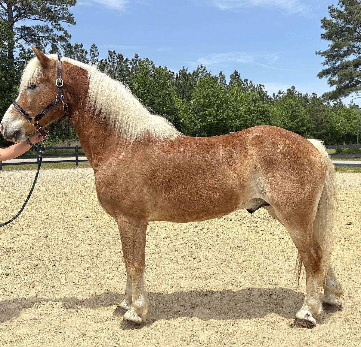 Registered Haflinger Gelding