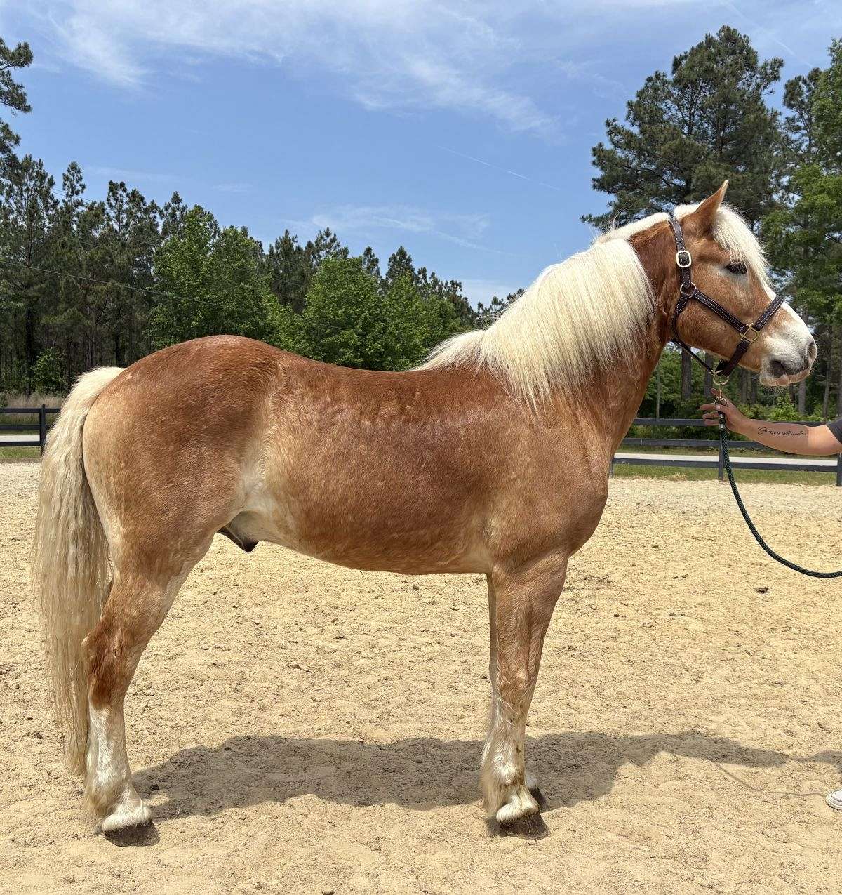 Registered Haflinger Gelding