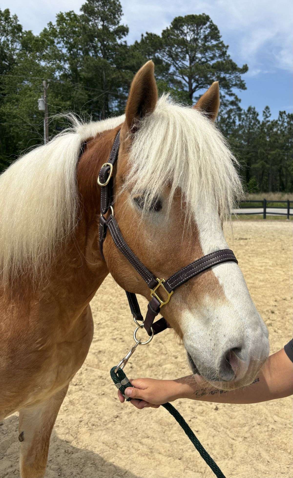 Registered Haflinger Gelding