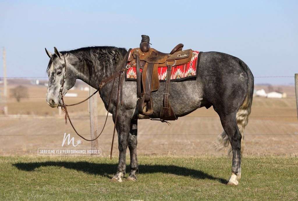Hermey - Dependable & Versatile 6 Yr Old Gray AQHA Gelding!