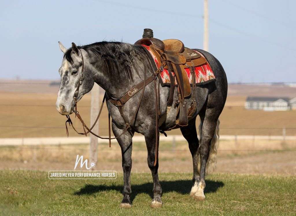 Hermey - Dependable & Versatile 6 Yr Old Gray AQHA Gelding!