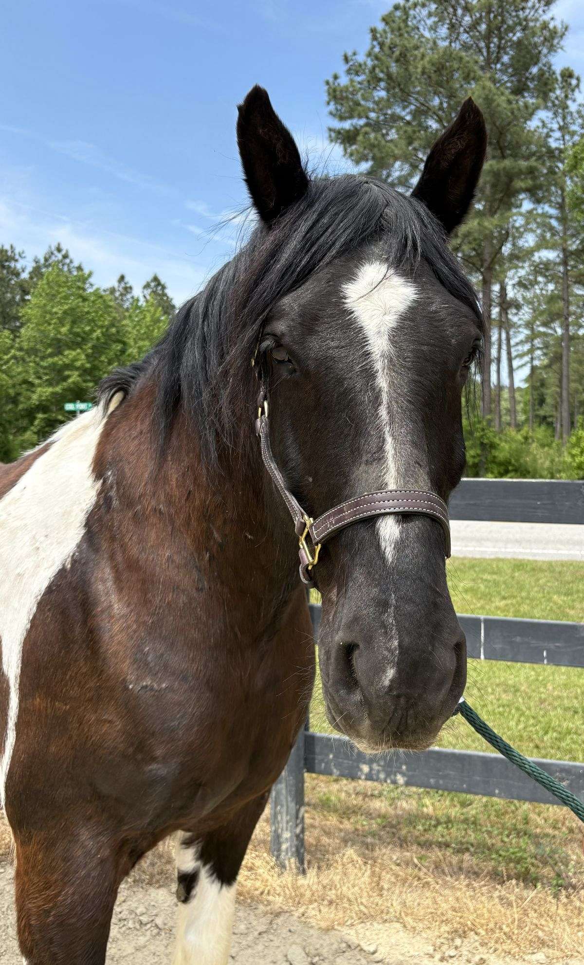Spotted Draft Gelding