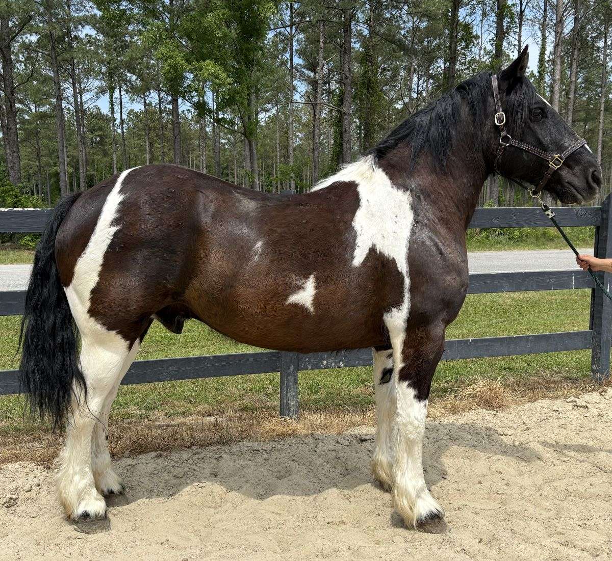 Spotted Draft Gelding